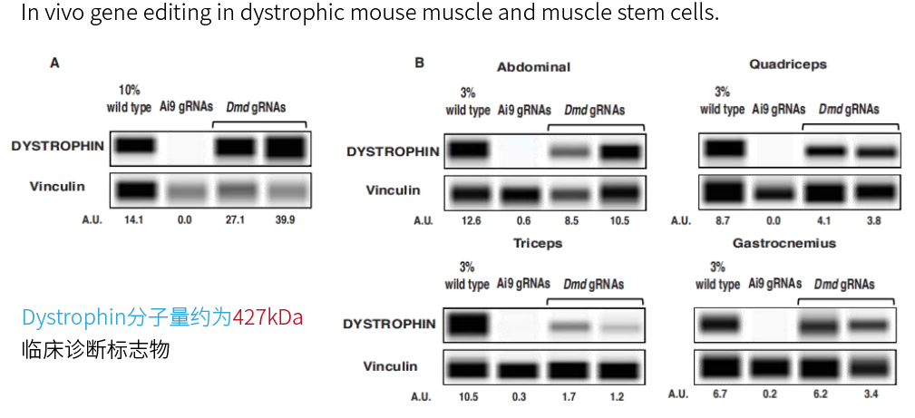 Western Blot检测技术服务-钟鼎生物